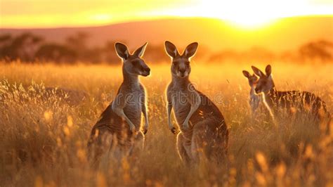 Kangaroo Standing In The Savanna With Setting Sun Shining Stock