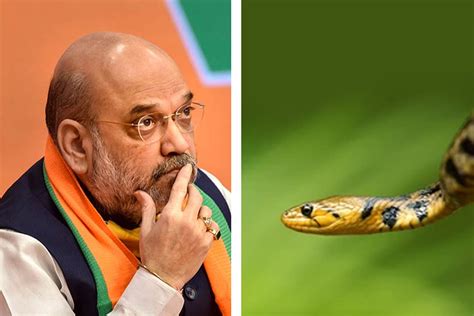 Amit Shah Five Foot Checkered Keelback Snake Spotted At Amit Shahs
