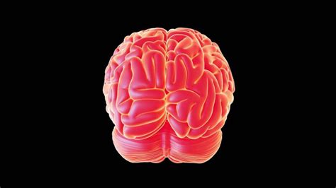 3d Human Brain Model Display 65396665 Stock Video At Vecteezy