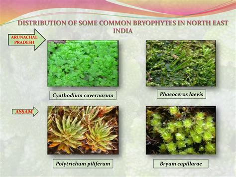 Origin And Evolution Of Bryophytes Pptx