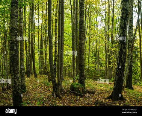 Abstract Tree Trunk Texture Wall In Natural Forest With Old Leaves On The Ground Stock Photo Alamy