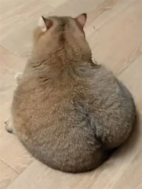 바닥에 앉았는데 옆으로 쫙 퍼진 고양이의 오동통하고 푸짐한 엉덩이 애니멀 플래닛