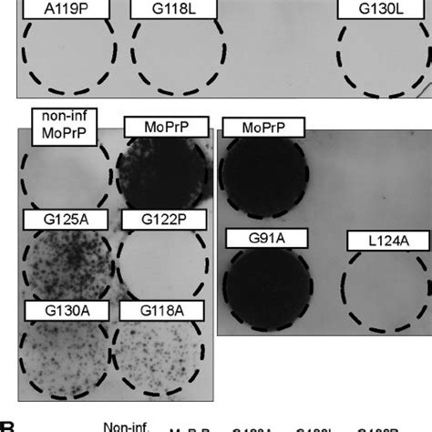 Grr Mutant Prp Displays Lower Levels Of Prp Sc A Rk13 Cells Stably