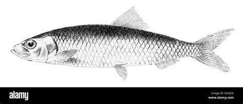 Clupea Harengus Commonly Known As The Atlantic Herring Is A Small