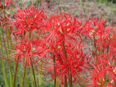花植物「彼岸花」壁紙1920x1440 壁紙館