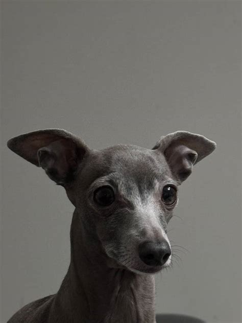 더쿠 연예인 주인만큼 유명하다는 강아지