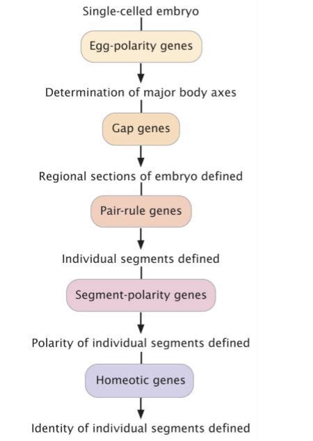 Answered Single Celled Embryo Egg Polarity Genes Bartleby