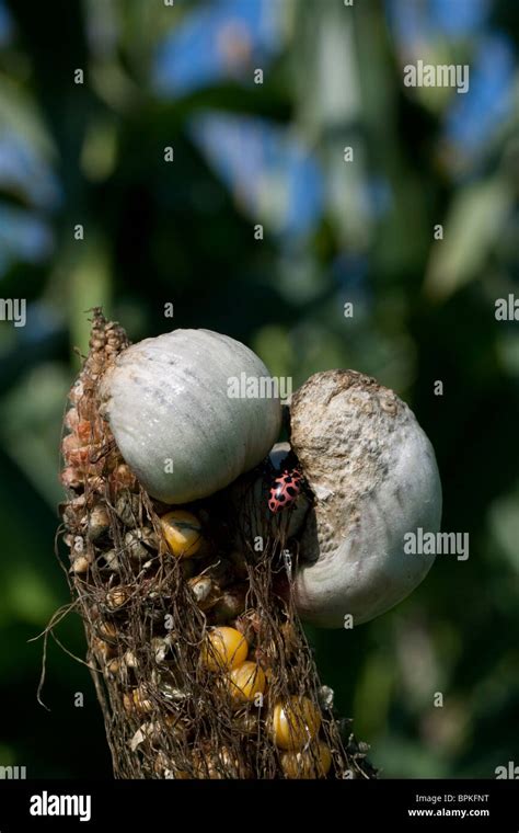 Corn Smut Ustilago Maydis Growing On Field Corn Michigan Usa Stock