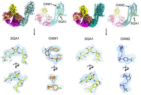 Dominic Meusch On Linkedin Chemokine Gpcr Ligand