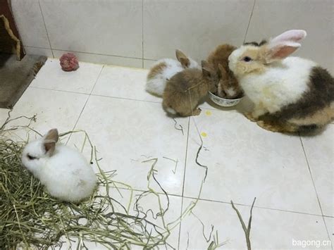 帮小兔兔寻找有爱心的主人 领养猫咪