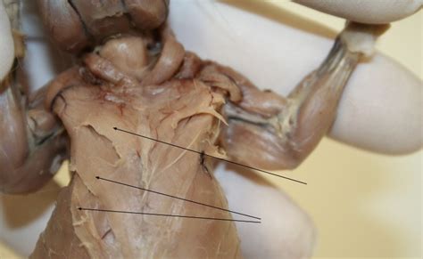 Rat Muscles 6 Diagram Quizlet