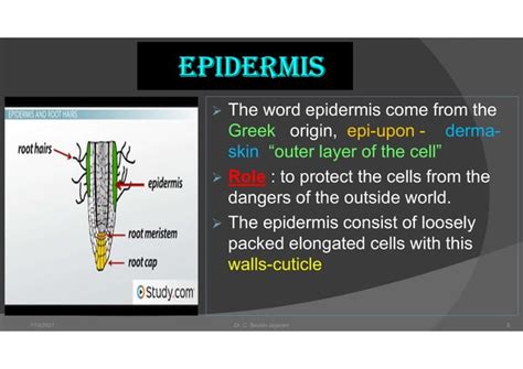 Ts Dicot Root Pdf Gardening Home And Garden
