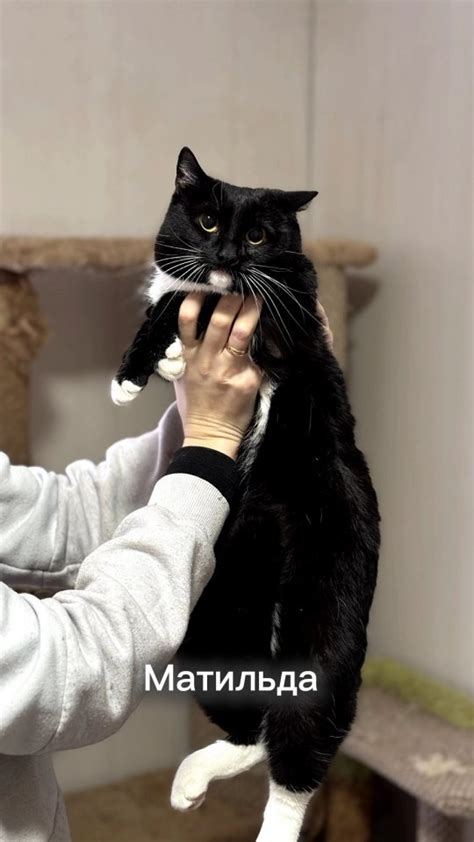 Этого котика хотели усыпить☢️ Его историю можно отследить по хэштегу френк кармаскалы Мы не