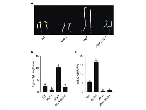 Bin2 Acts Downstream From Phya Genetically To Regulate Download