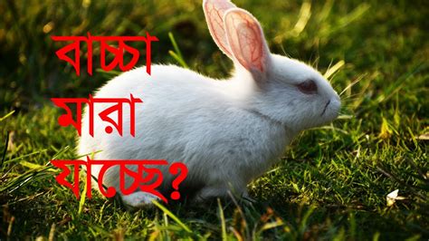 খরগোশের বাচ্চা মারা যায় কেন Reasons Bunnies Die Youtube