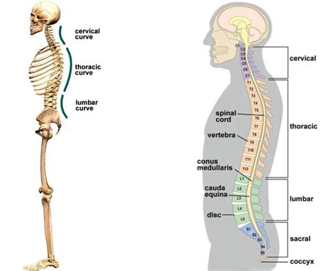La Importancia De La Curvatura De La Columna Vertebral Clínica De Espalda