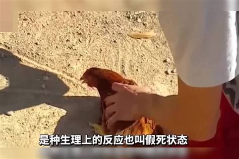 为什么在鸡面前画条直线鸡会晕 直线