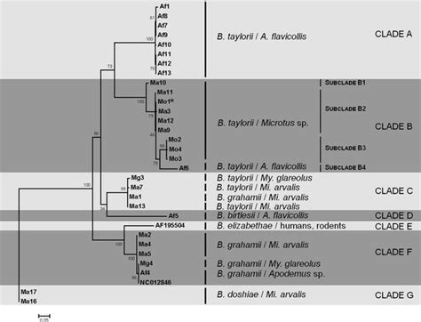 Phylogeny Of Obtained Sequences Of Virb5 Gene 465 Bp Generated Using