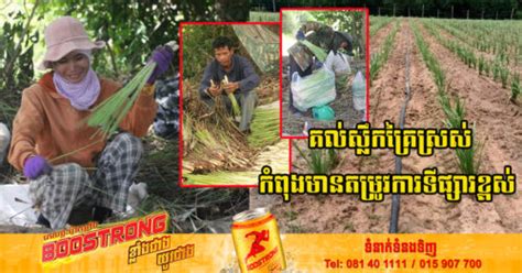 មិនធម្មតា ដាំតែគល់ស្លឹកគ្រៃ