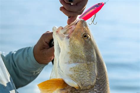 Redfish Rebound Is A Slam Dunk For Anglers Kayak Angler