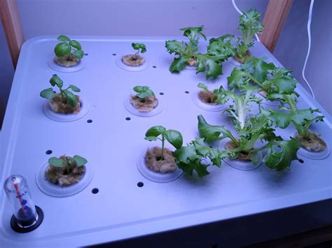 Tomatoes In A Small Setup Rhydroponics