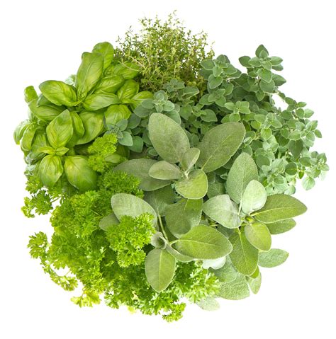 Herbs And Spices For Health ⋆ Holistic Lifestyle Guide