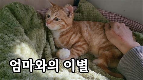 힘들게 엄마를 만났는데 다시 이별을 해야하는 아기 고양이 다솜이 Youtube