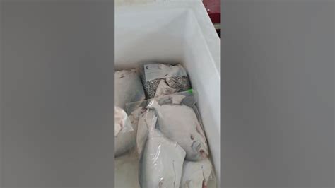 أسماك بيت الفاو البحريه توصيل كافه محافظات رقم الحجز 07719534919 Youtube