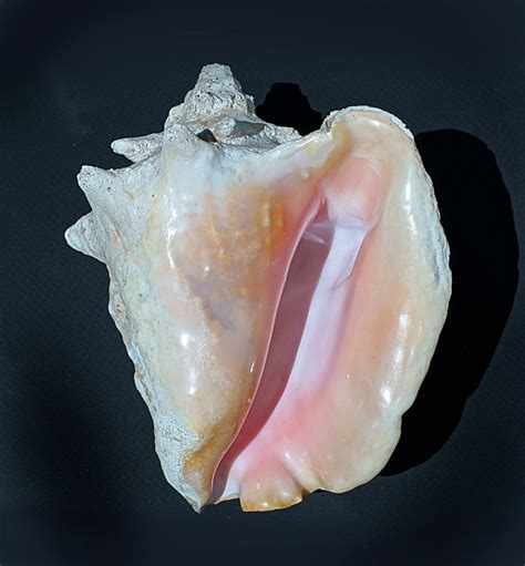 Conch Shells Identification At Krystal Anaya Blog