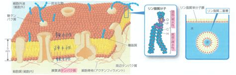 生物を基礎からわかりやすく！細胞膜の構造と機能について[輸送と分泌・取り込み] 中学受験ナビ