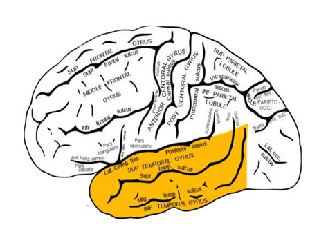 Temporal Lobe Pptx