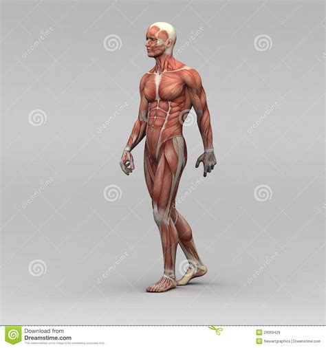 Atletische Mannelijke Menselijke Anatomie En Spieren Stock Illustratie