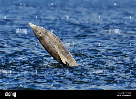 Juvenile Bottlenosed Dolphins Tursiops Truncatus Jumping Out Of Water