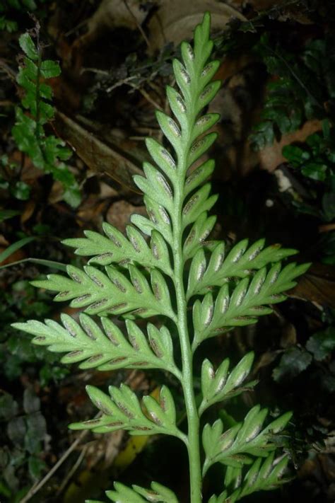 Flora Of New Zealand Taxon Profile Asplenium Appendiculatum Subsp