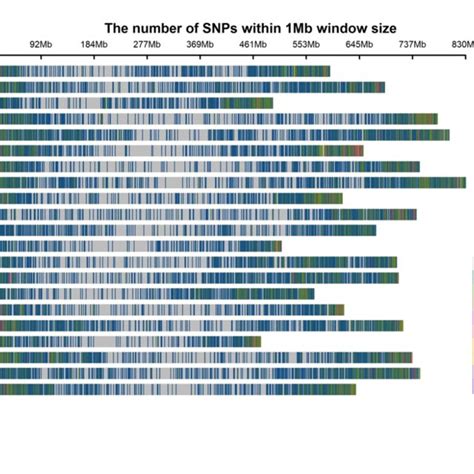 Physical Distribution Of 35798 Genotyping By Sequencing Derived Snps