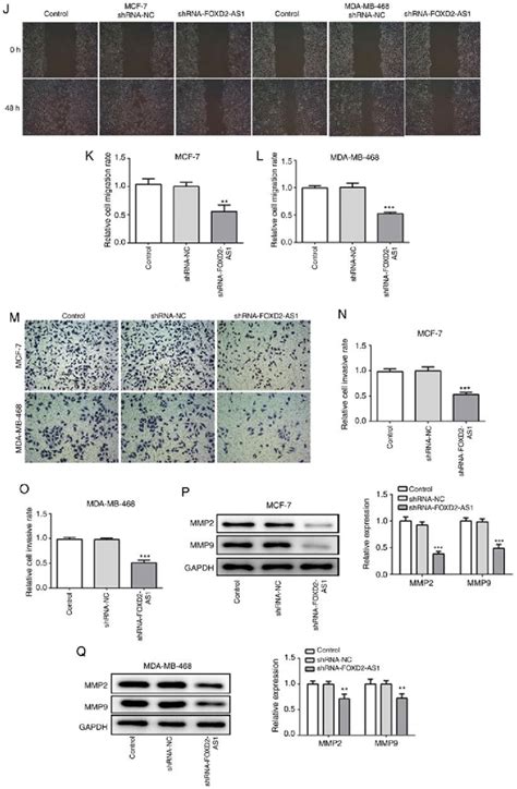 Continued Knockdown Of Foxd2 As1 Suppresses Cell Proliferation