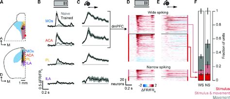 Mpfc Neurons Of Trained Mice Show Stimulus And Movement Evoked