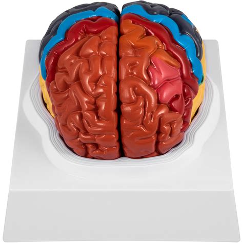 Buy Human Brain Model Anatomy 2 Part Model Of Brain Color Coded Life
