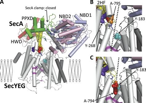 Interaction Of The 2hf Of Seca With Secyeg A Structure Of T