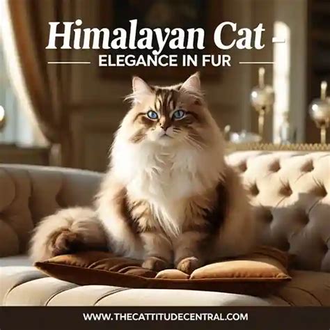 Himalayan Cat Guide Grooming Personality Health And Cost