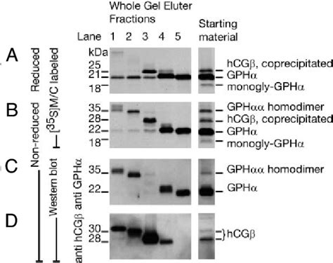 Identification Of Intracellular Gph Hcg And Gph Homodimer Variants Download Scientific
