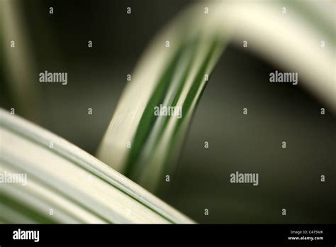Arundo Donax Variegata Giant Reed Grass Abstract Shallow Depth Of