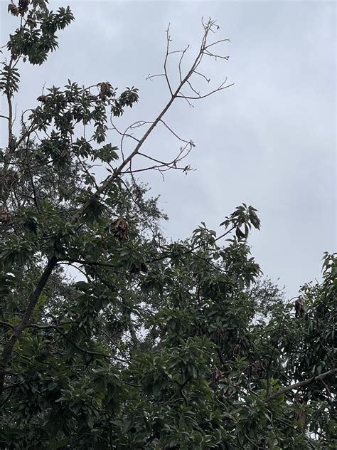 Avocado Tree Issue More Info In Comments R Backyardorchard