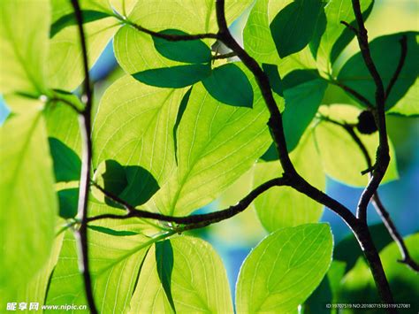 树叶摄影图 自然风景 自然景观 摄影图库 昵图网