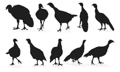Turkey Gobbler Position Standing Walking Set Poultry Silhouettes