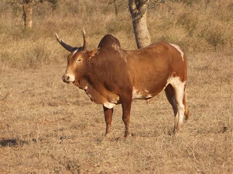 Free Roaming Zebu Cattle In Kuna National Park India R Breedingback