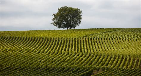 French Agriculture