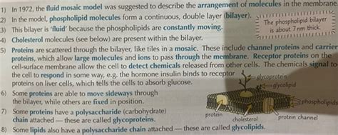 Cell Membranes Flashcards Quizlet