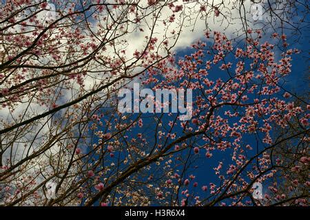 Magnolia Campbellii Pink Flowers Flowering Trees Tree Canopy Canopies