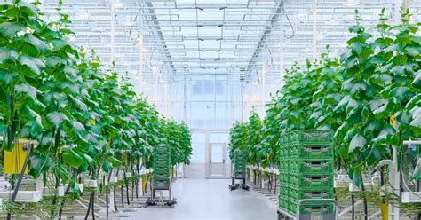 Современные тепличные комплексы